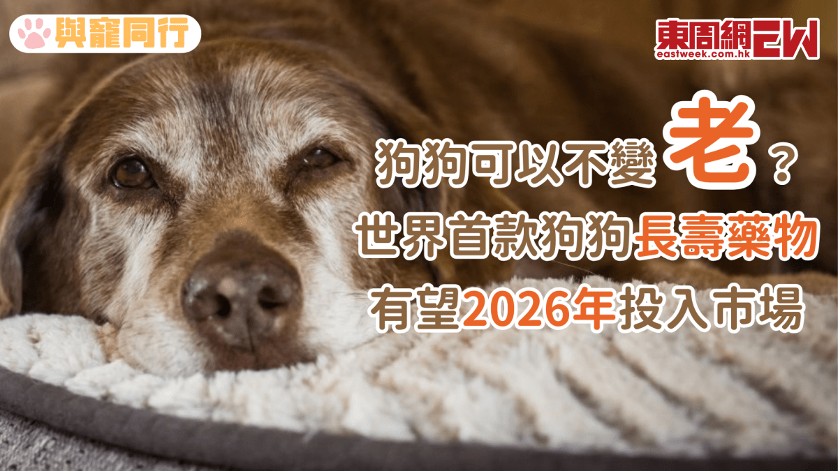 世界首款狗狗長壽藥物「LOY-002」 有望2026年投入市場